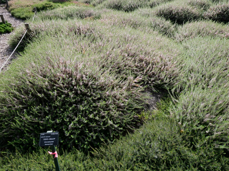 植物 - Erica ×darleyensis ‘Kramers Rote’