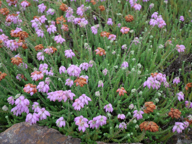 植物 - Erica vagans ‘Mrs. D. F. Maxwell’