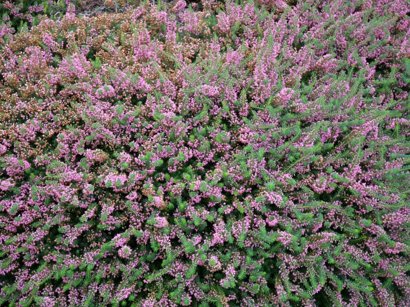 植物 - Erica vagans ‘Mrs. D. F. Maxwell’